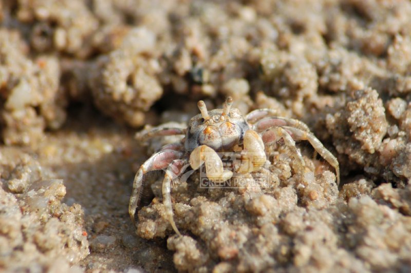Hong Kong's Wild Stars | Sand Artist on the Beach - Sand Bubbler Crab