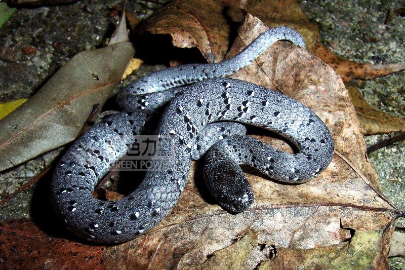 生物放大鏡 | 蝸牛獵人 — 橫紋鈍頭蛇