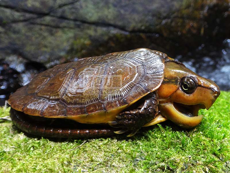 Hong Kong's Wild Stars | The Turtle that can't Hide its Head - Big ...