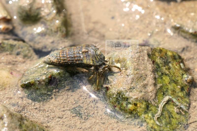 Hong Kong's Wild Stars | "I Am Not A Crab!" - Hermit Crabs