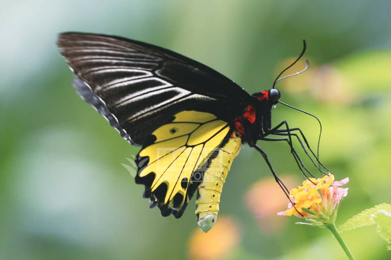 生物放大鏡 | 美麗有「罪」— 裳鳳蝶