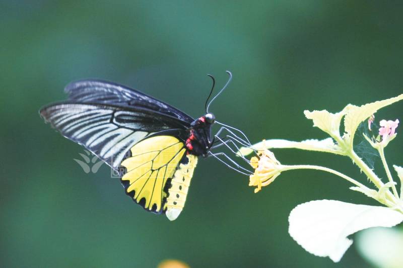 生物放大鏡 | 美麗有「罪」— 裳鳳蝶