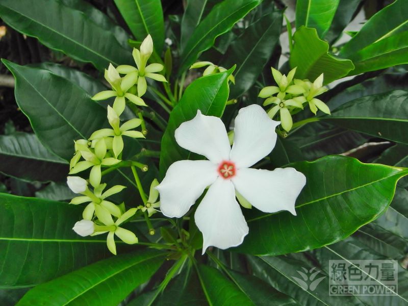 Hong Kong's Wild Stars | The Mango That's Deadly if Eaten - Sea Mango