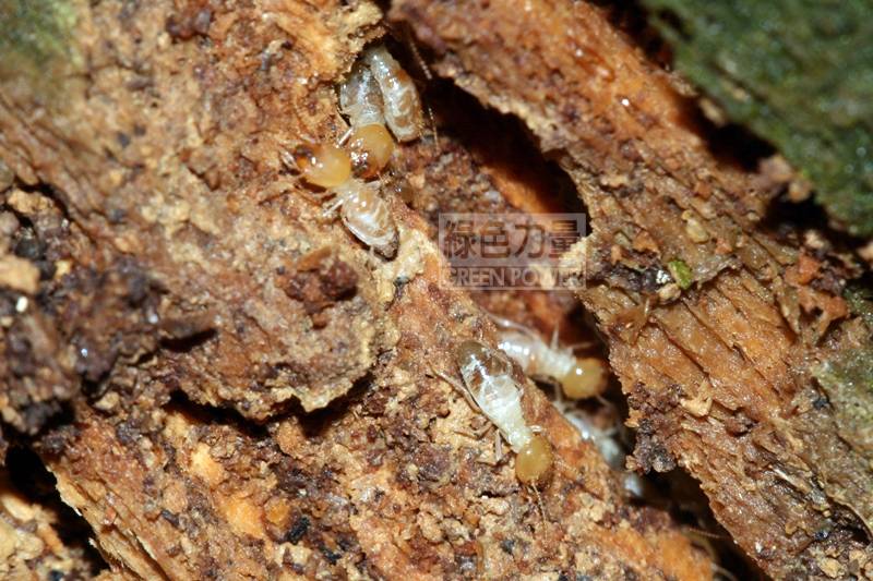 Hong Kong's Wild Stars | Termites: Friend or Foe?