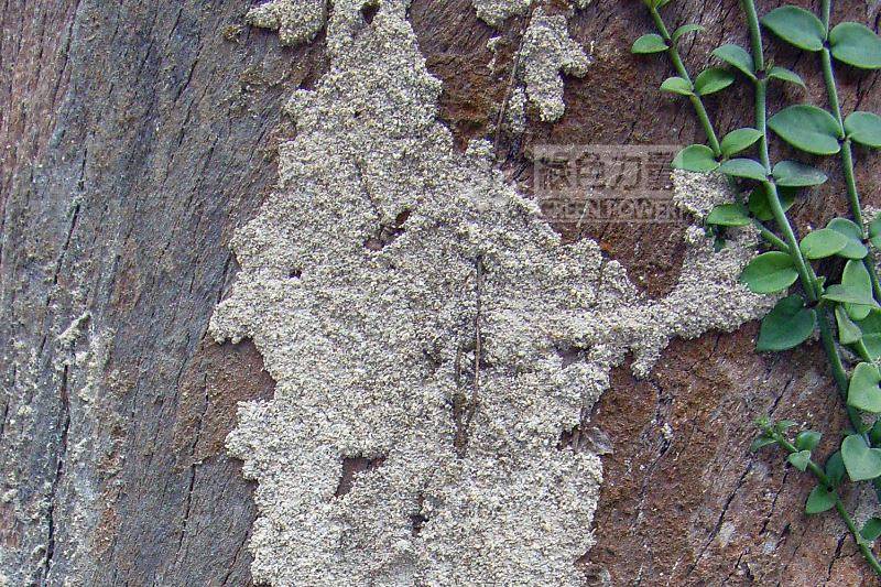 Hong Kong's Wild Stars | Termites: Friend or Foe?