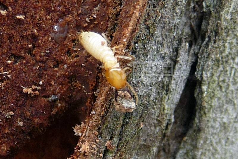 Hong Kong's Wild Stars | Termites: Friend or Foe?