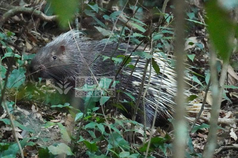 Hong Kong's Wild Stars | The Spiny Rodent - East Asian Porcupine