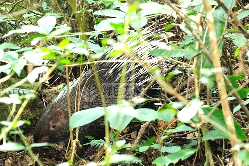Hong Kong's Wild Stars | The Spiny Rodent - East Asian Porcupine