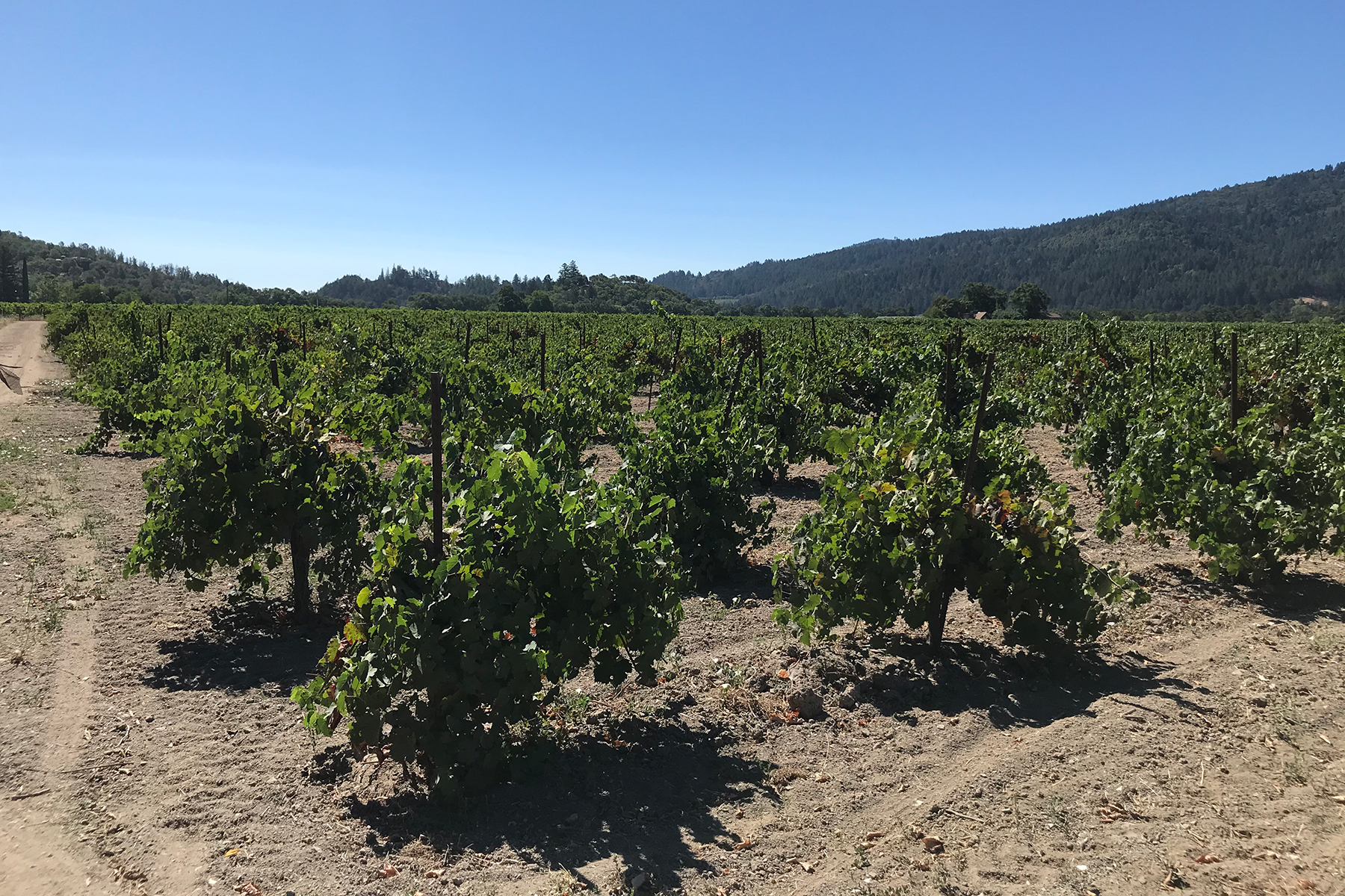 Frediani Vineyard - Relic Wine Cellars
