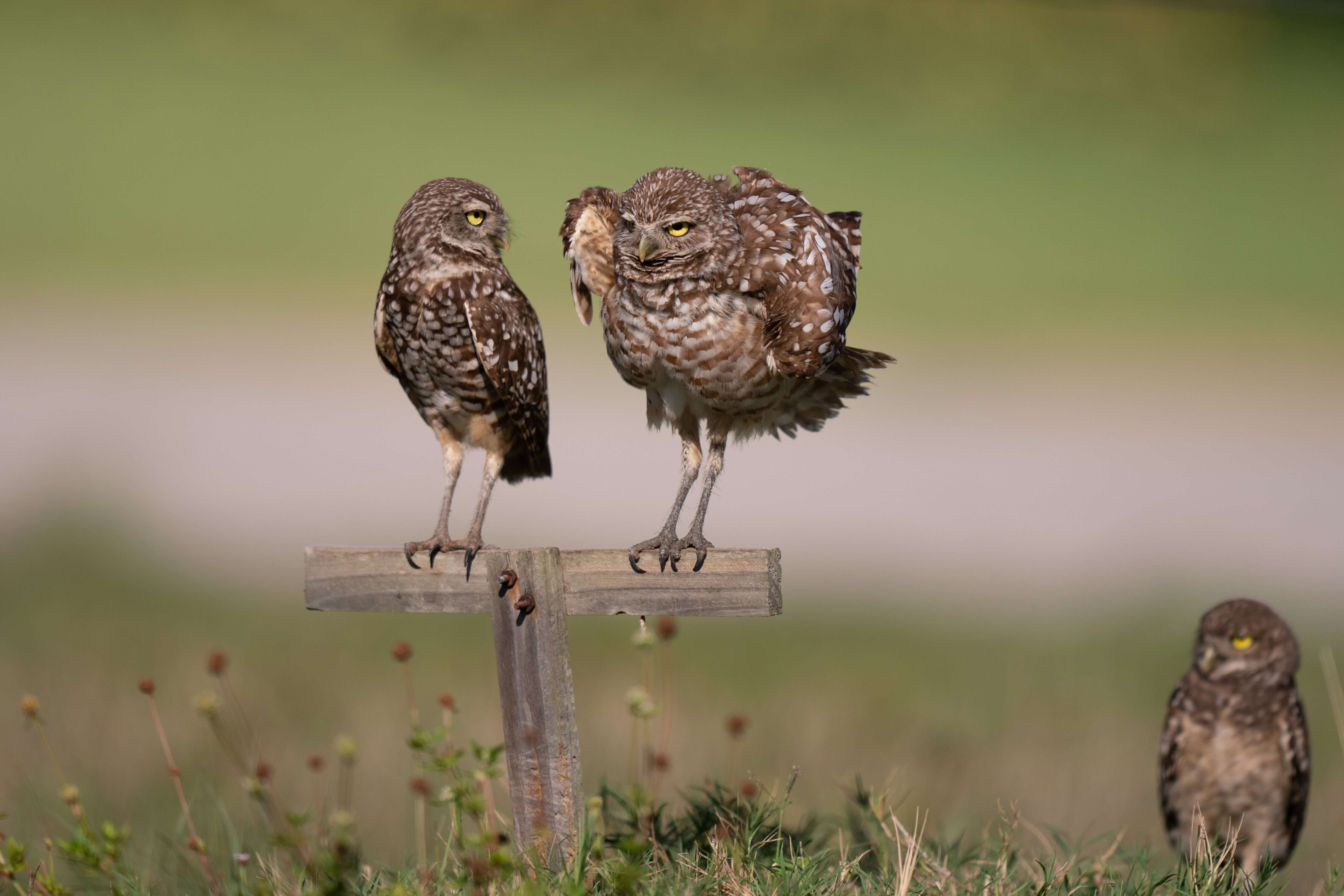 Using AI to Understand Animal Communication - Earth Species Project