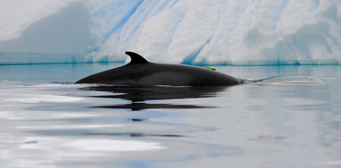 Using AI to Understand Animal Communication - Earth Species Project