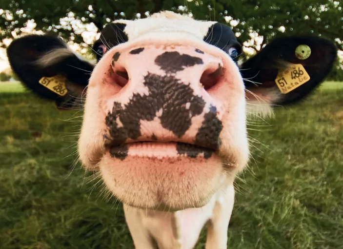 BBC Panorama: A Cow's Life and the Cost of Dairy | Go Plant-Based