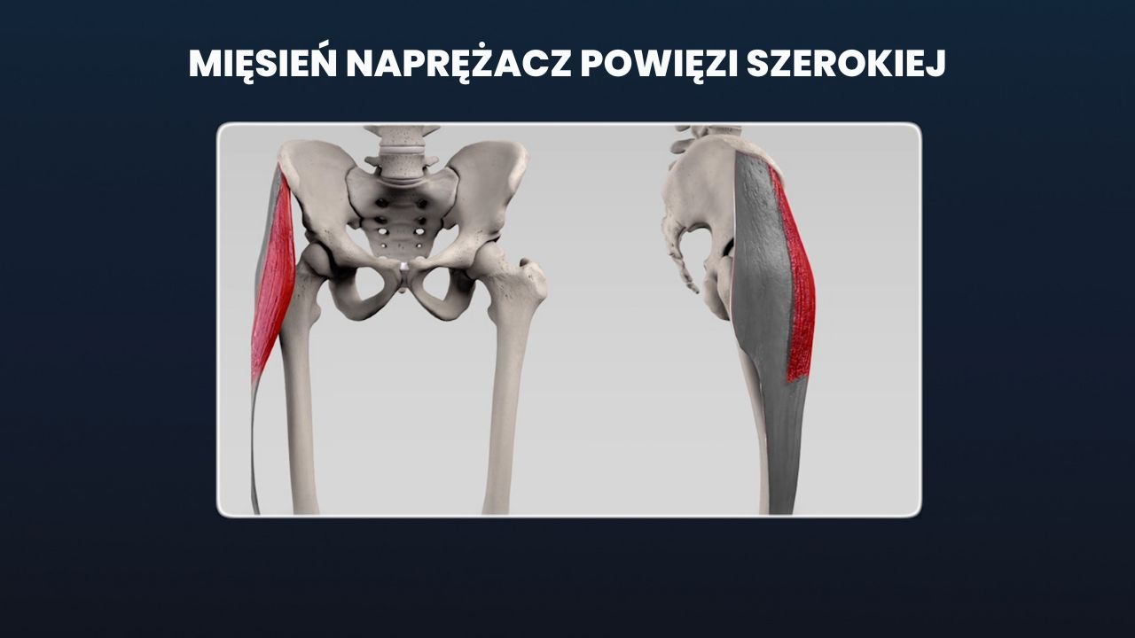 Pasmo biodrowo piszczelowe - naprężacz powięzi szerokiej, ćwiczenia Pasmo biodrowo piszczelowe - naprężacz powięzi szerokiej, ćwiczenia