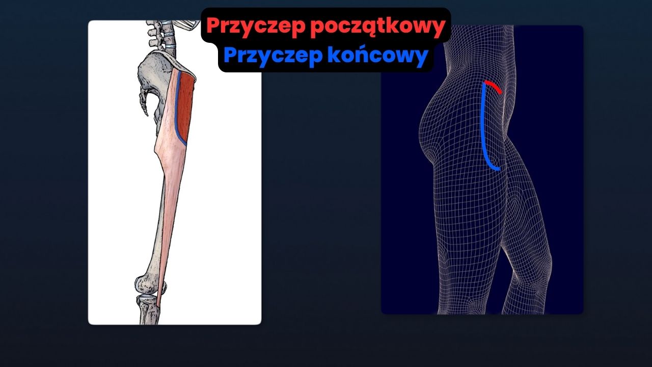 Pasmo biodrowo piszczelowe - naprężacz powięzi szerokiej, ćwiczenia Pasmo biodrowo piszczelowe - naprężacz powięzi szerokiej, ćwiczenia