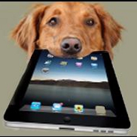 You Can Teach Old Dogs New Tricks — With Innovation