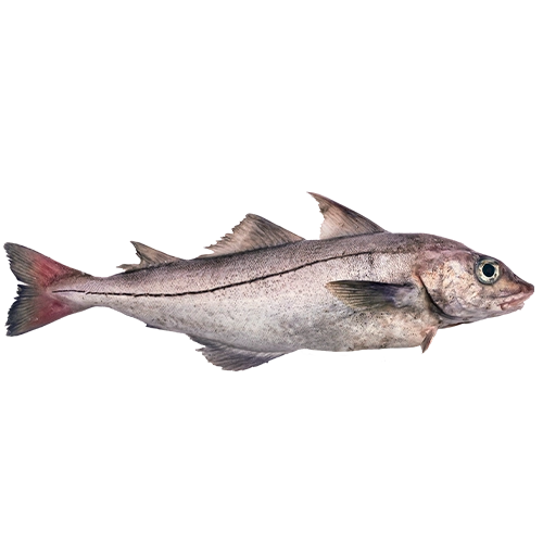 Frisch Gefischt ist unser Versprechen