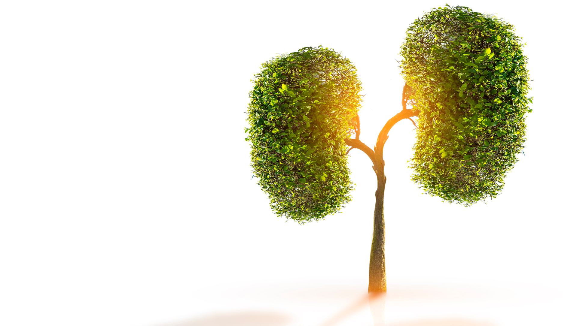 Clover Assistant Aids Early Detection of Kidney Disease