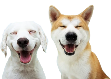 High-Quality Vet Hospitals I Good Neighbor Vet