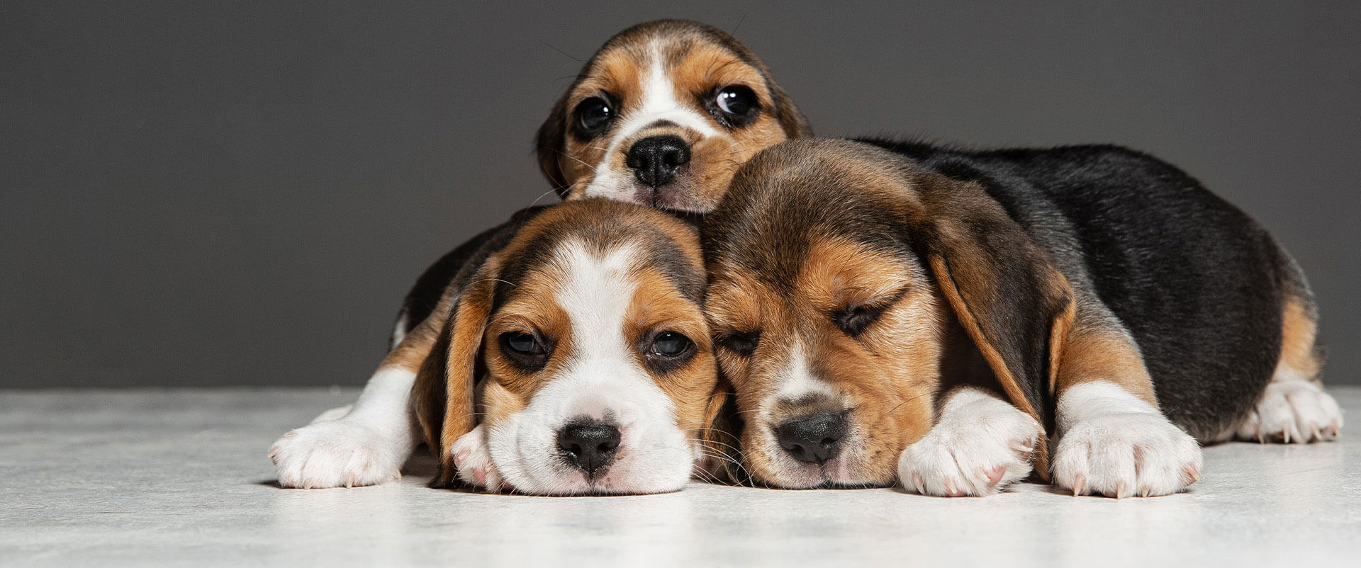 High-Quality Pet Examinations In Vancouver, WA | Good Neighbor Vet