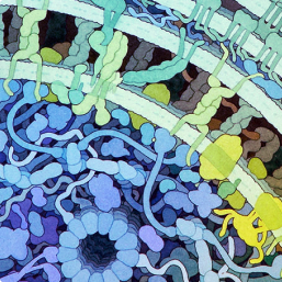 News | Asimov — Intelligent Design