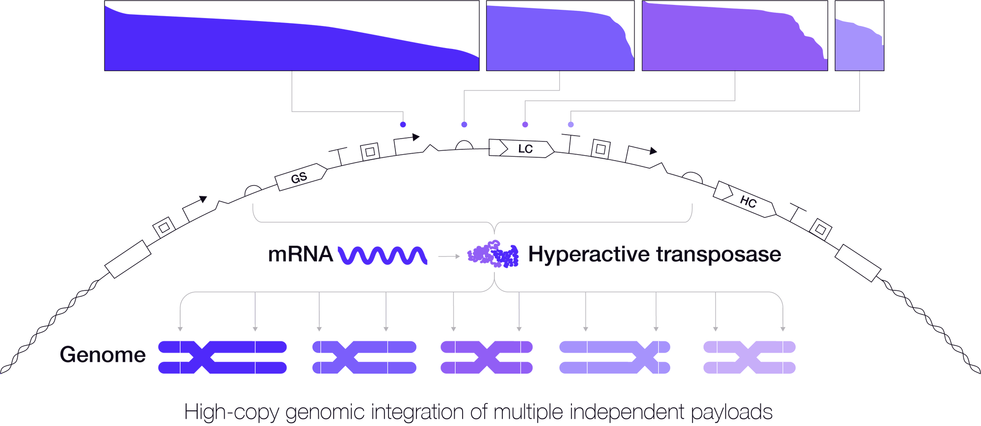 CHO Edge Expression System | Asimov