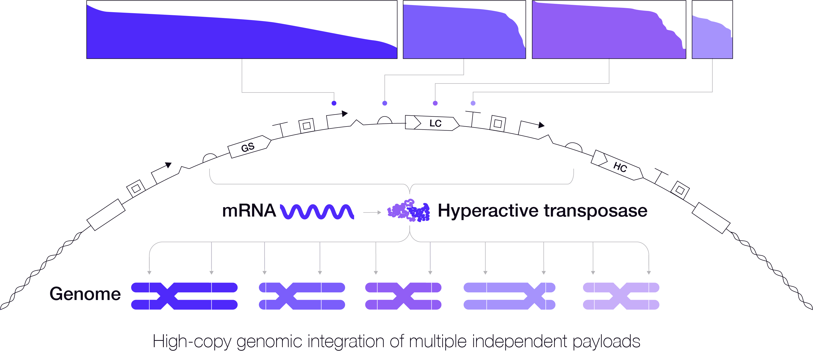 CHO Edge Expression System | Asimov