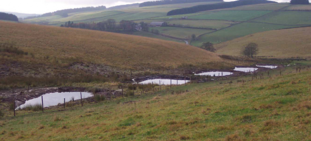 Nature Inspires Sustainable Solutions to Flooding in Buckingham