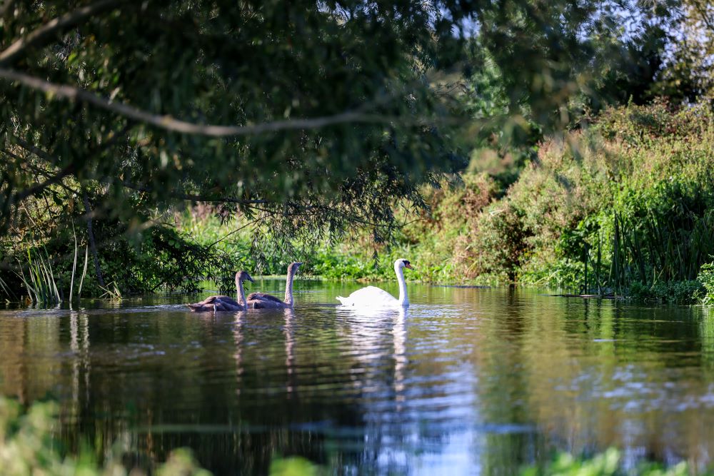 Celebrating Rivers Week 2023: A Community-Driven Conservation Success