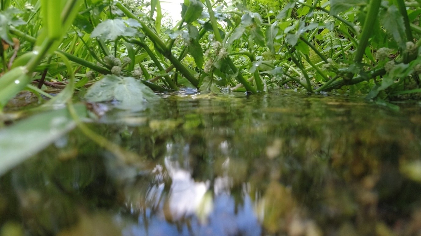 New Thame Valley Conservation Target Area: Highlighting Conservation ...