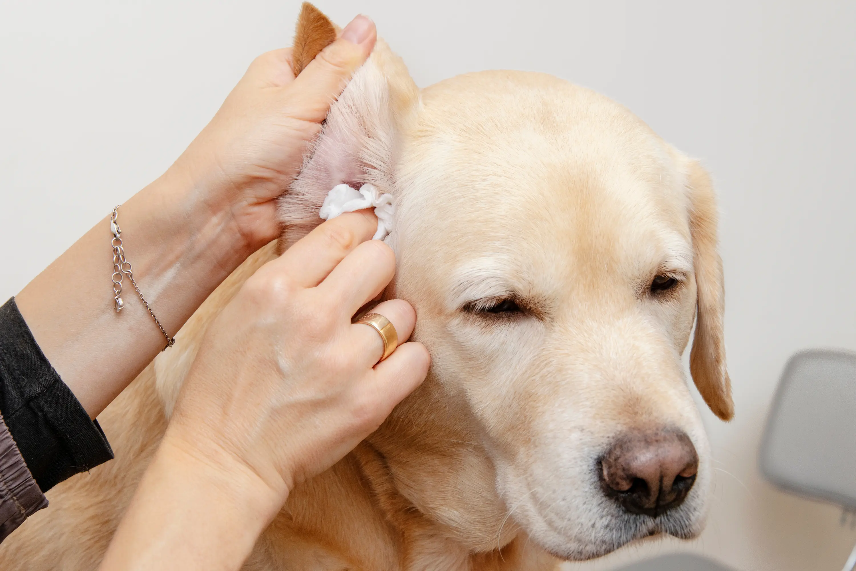 Dog Ear Infections: Symptoms, Causes & Treatments