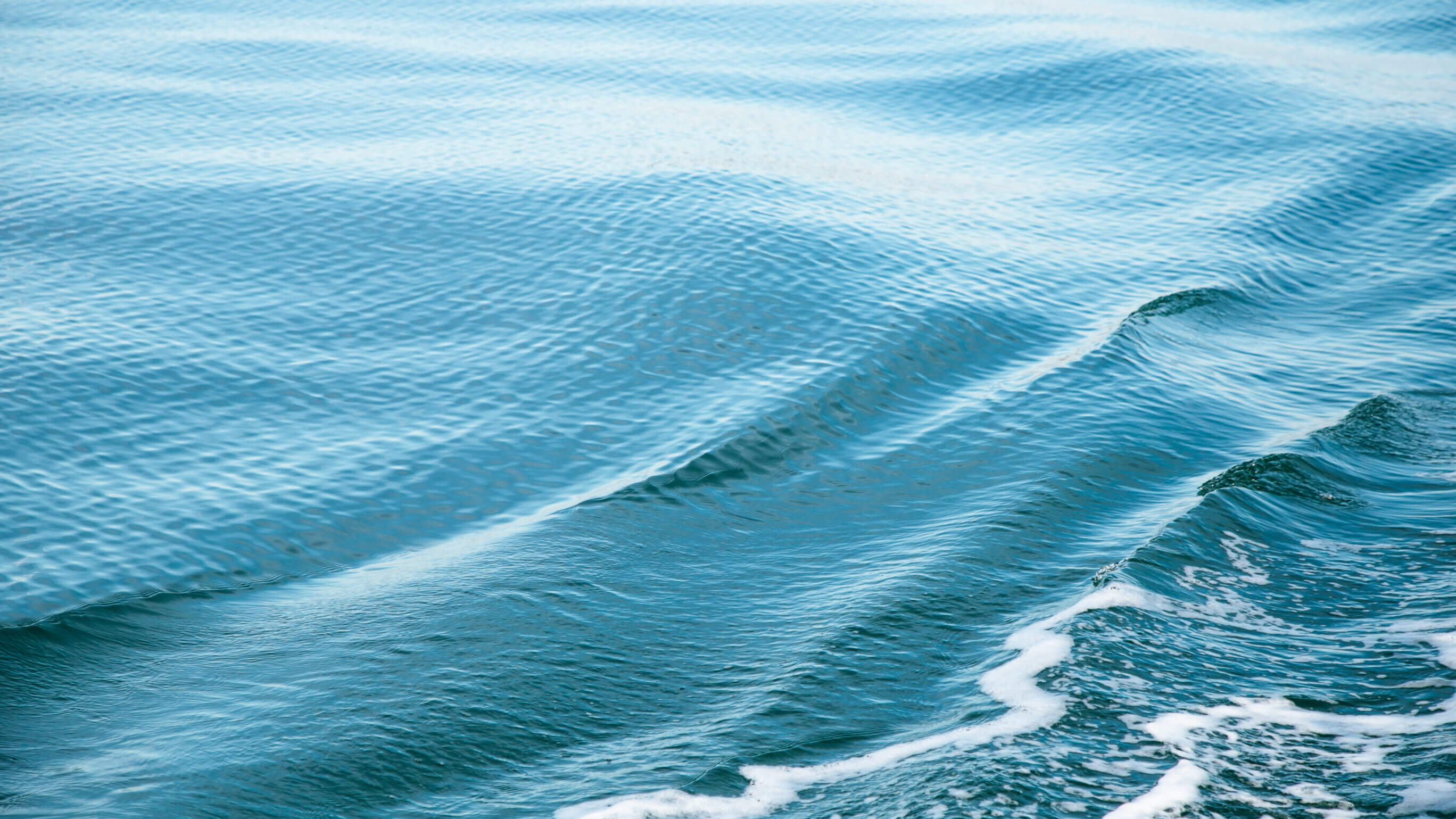 Launch of UK's first Ocean Conservation Curriculum • Connect Academy Trust