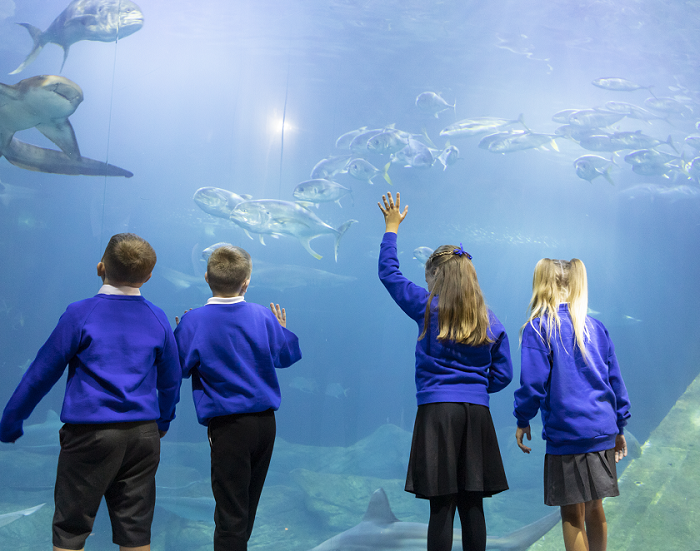 National Award for our Ocean Conservation curriculum • Connect Academy ...