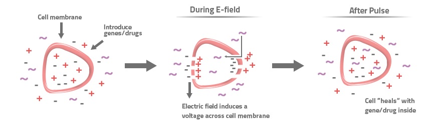 5 Ways to Conceptualize Molecular Cloning Among Students