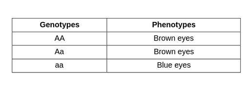 5 Ways to Make ‘Inheritance with Punnett Square’ A More Approachable Topic