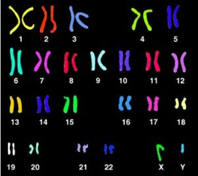 5 Ways to make Mendelian Inheritance Easier for Students to Understand