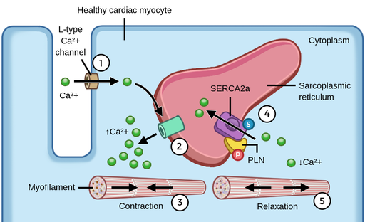 5 Ways To Get Students Energized About Viral Gene Therapy