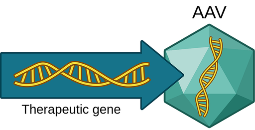 5 Ways To Get Students Energized About Viral Gene Therapy