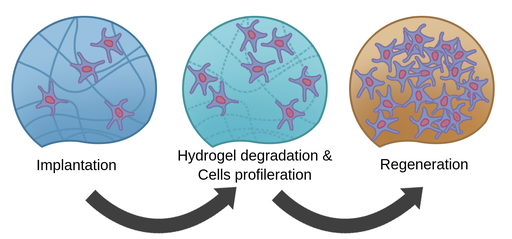 5 Ways to Make Tissue Engineering a More Approachable Topic for Students