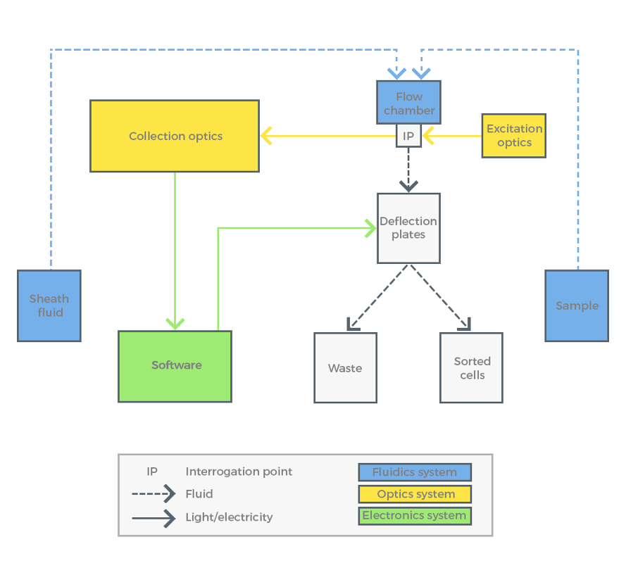 5 Ways to Make FACS a More Approachable Topic to Students