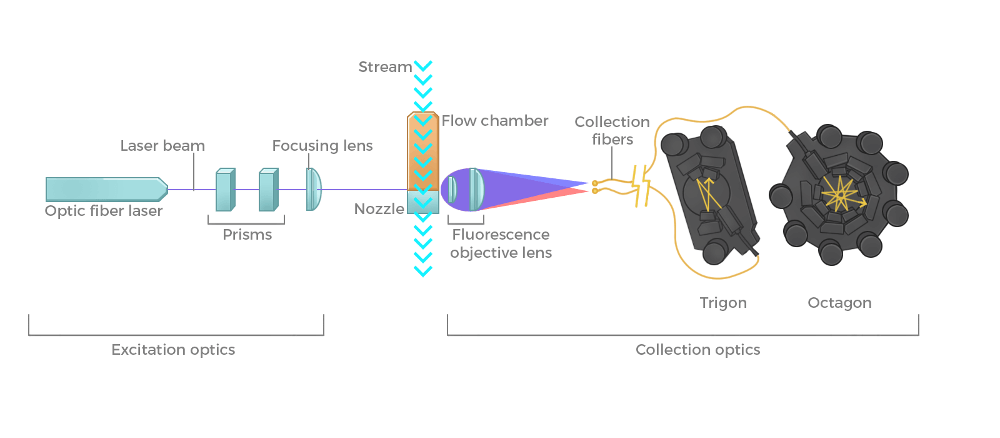 5 Ways to Make FACS a More Approachable Topic to Students