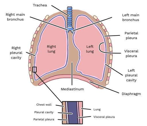 5 Ways To Interest Students in Anatomy Of The Respiratory System