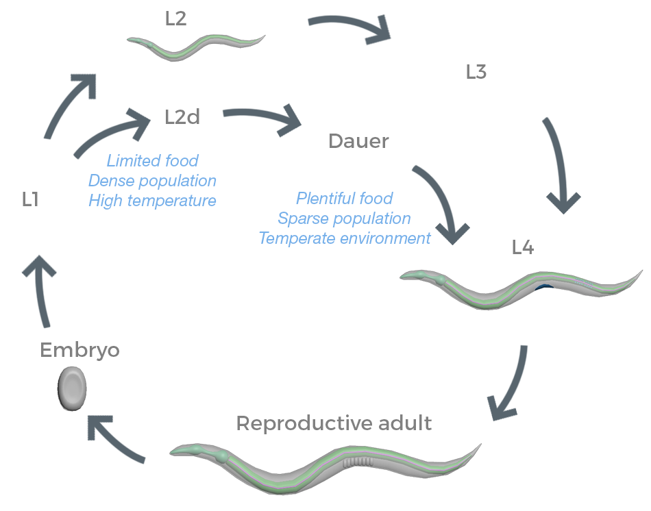 5 Ways To Make Invertebrate Model System More Approachable to Students