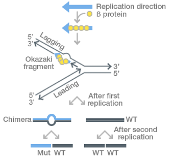 5 Ways To Make Multiplex Automated Genomic Engineering (MAGE) Interesting