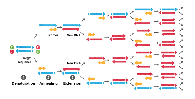 6 Important Biology Lab Techniques Your Students Should Know