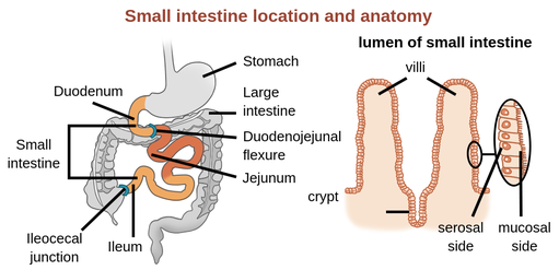 5 Ways To Get Students Interested In Intestinal Glucose Transport
