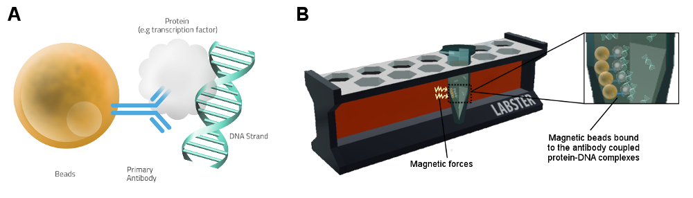 5 Ways to Make ChIP-exo A More Approachable Topic for Students