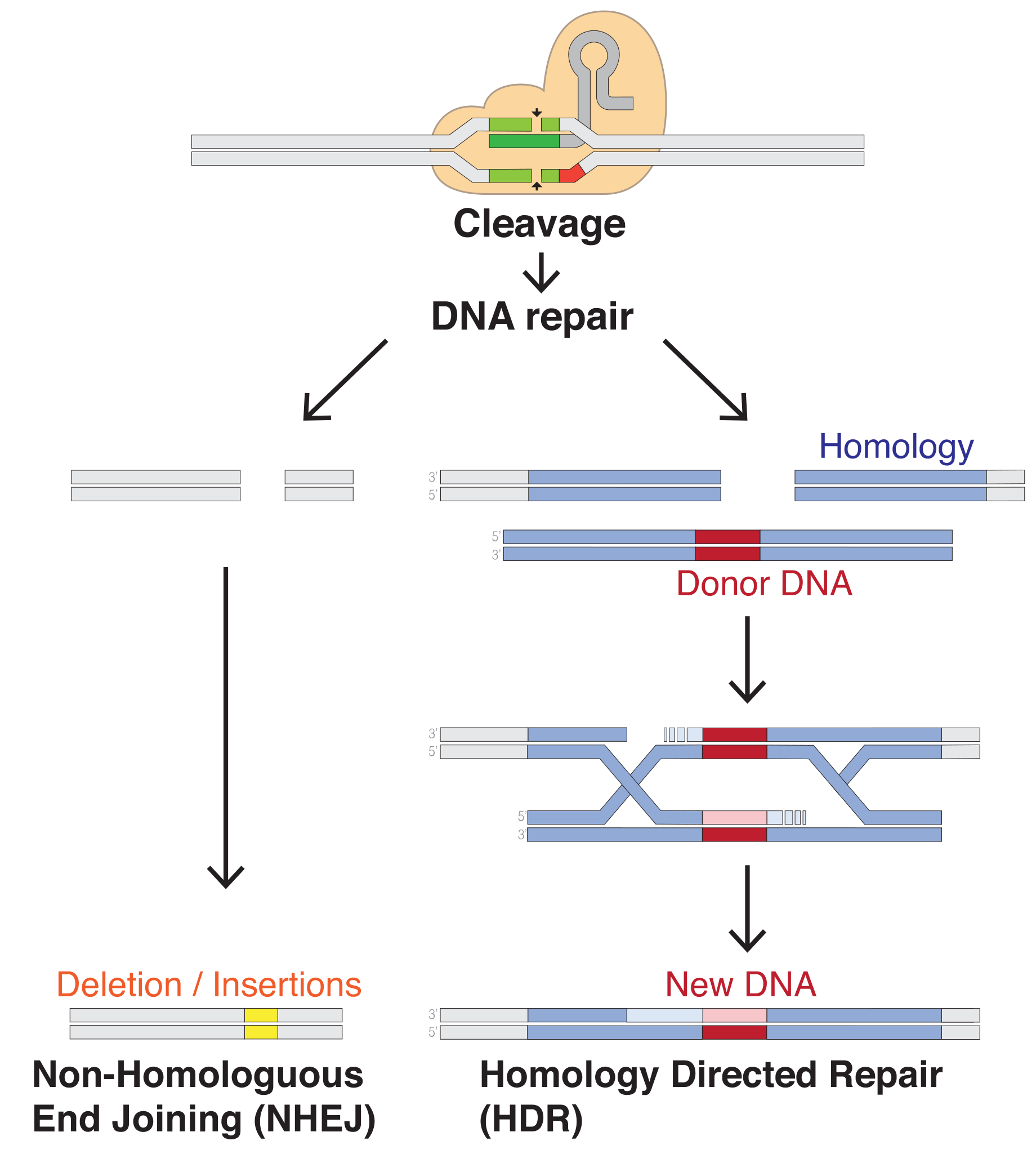 5 Ways to Make CRISPR More Approachable to Students