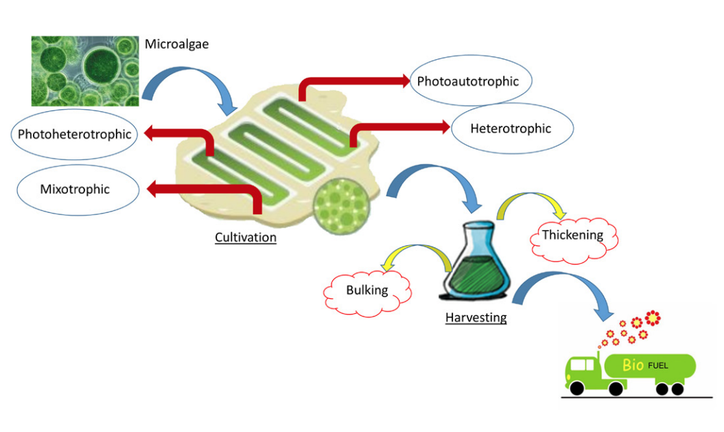 5 Ways to Get Students Energized About Algae to Bioenergy