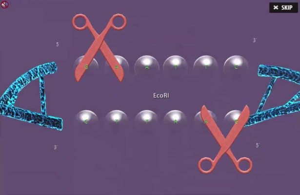 5 Engaging Ways to Teach Molecular Cloning to Make it Approachable for ...