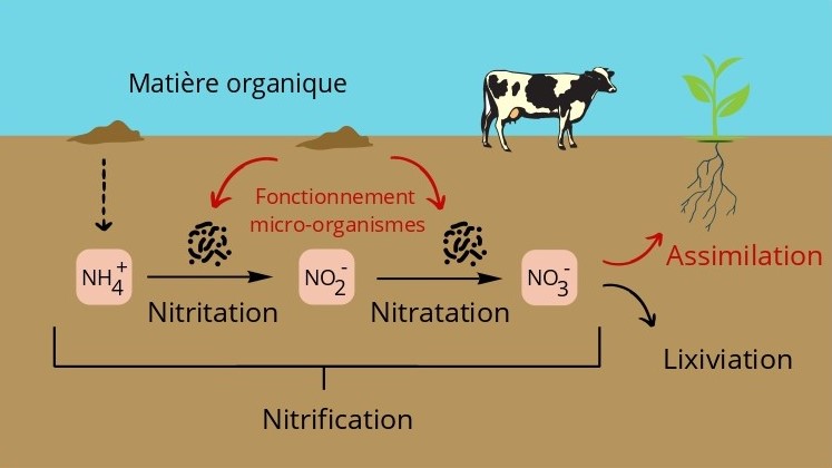 Les engrais organiques un des piliers de l'agriculture régénérative